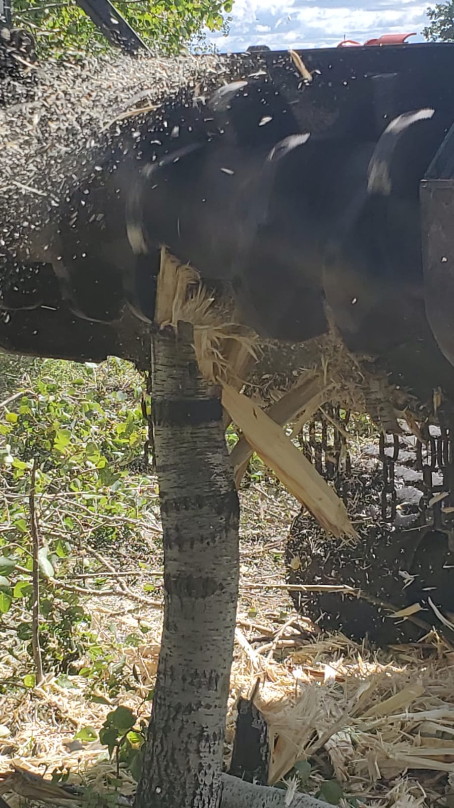 Bush Clearing Services