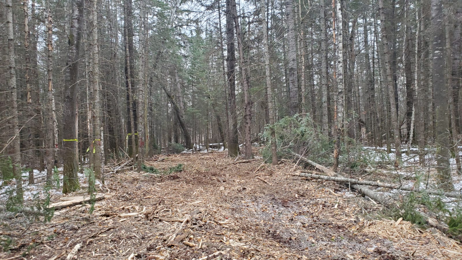 Bush Clearing Services