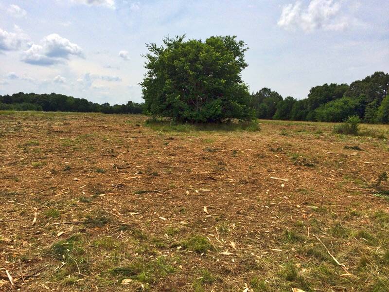 Bush Clearing Services